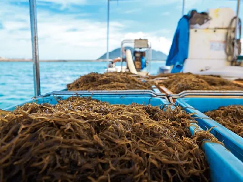 Những lợi ích của tảo nâu Mozuku với sức khỏe